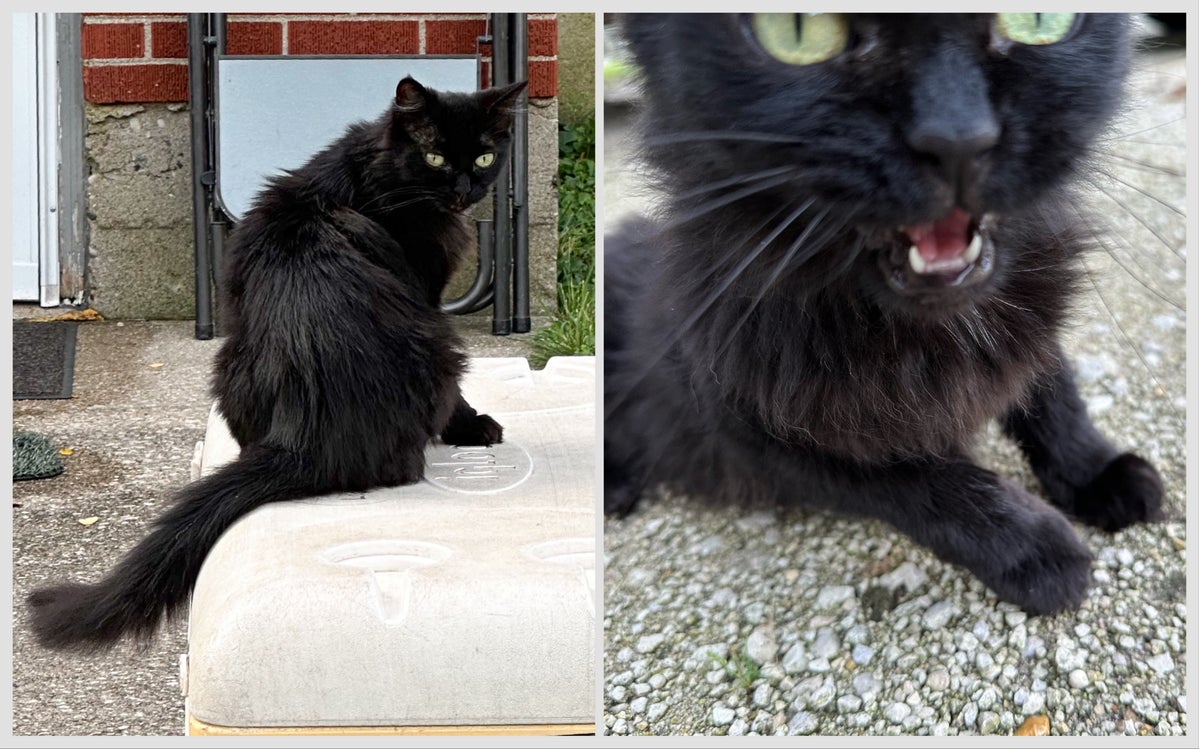 NEW OUTDOOR CAT ALERT | MLTSHP