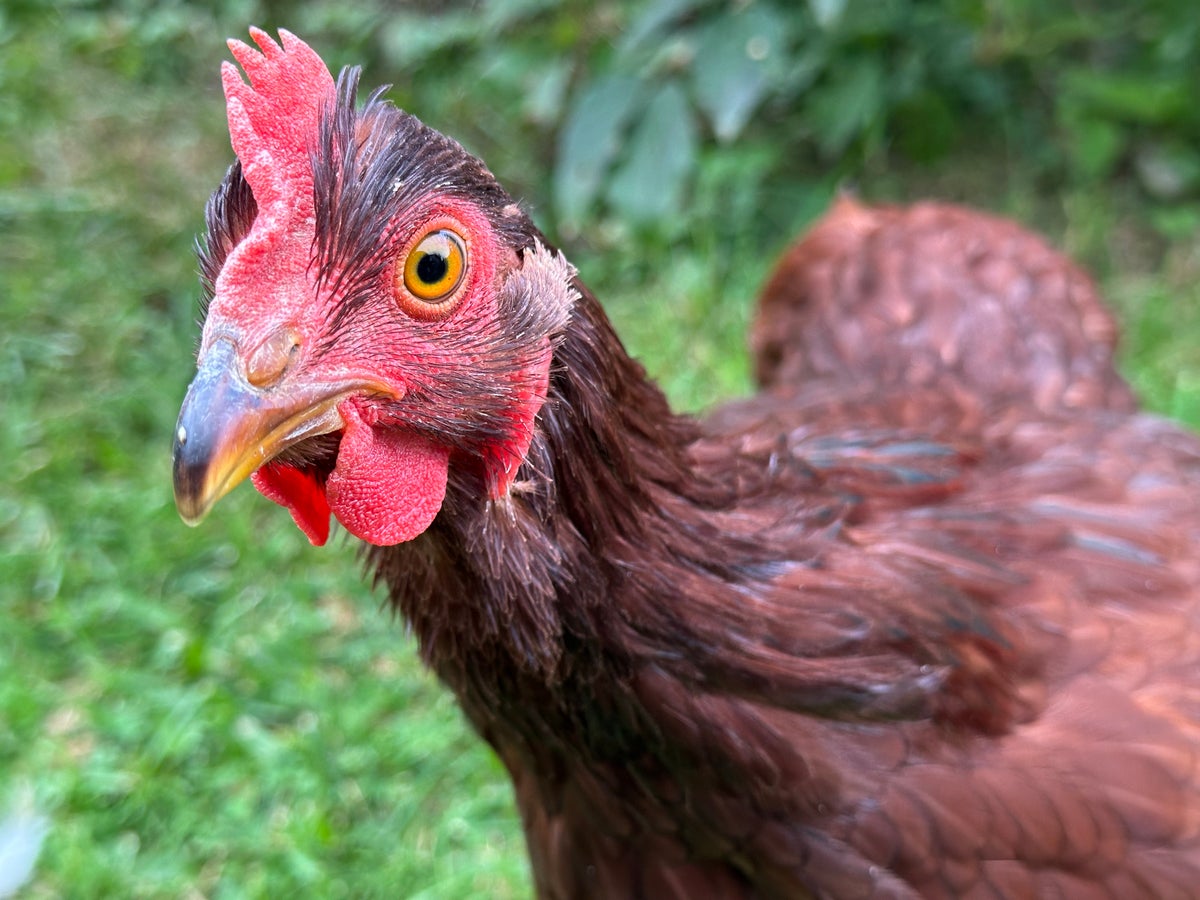 lasagna.jpeg | MLTSHP