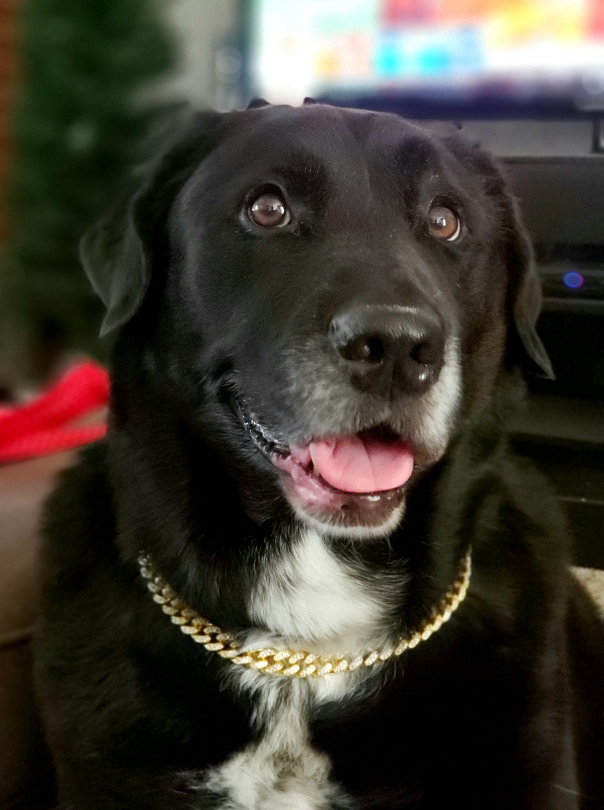 Have you seen this dog? | MLTSHP