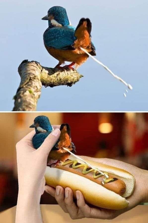 glizzy shidd | MLTSHP