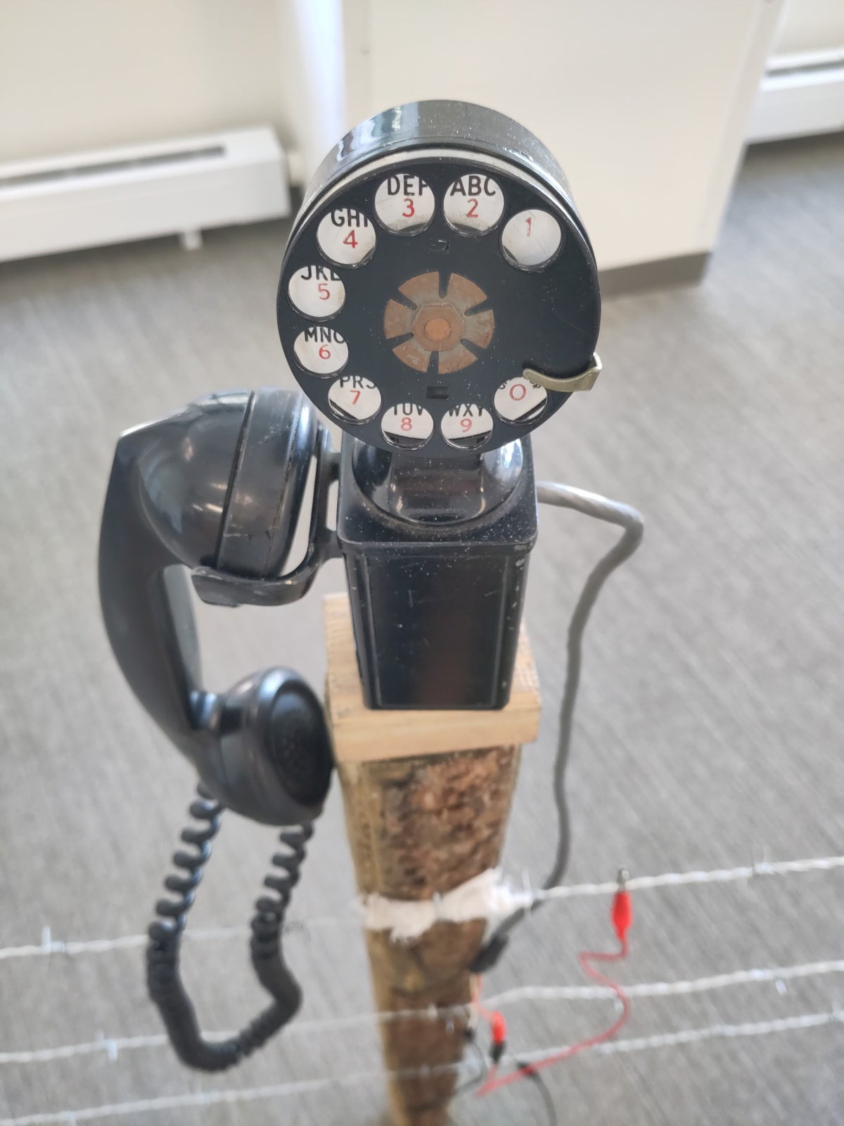 hello, little dogie? | MLTSHP