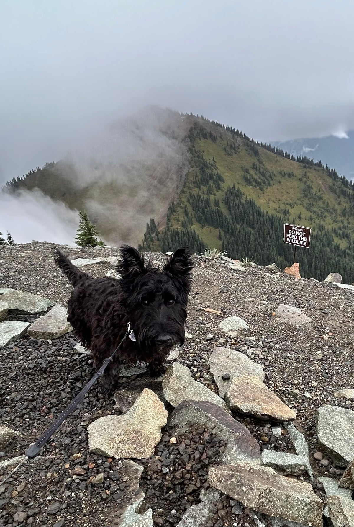 top of the world, ma! | MLTSHP