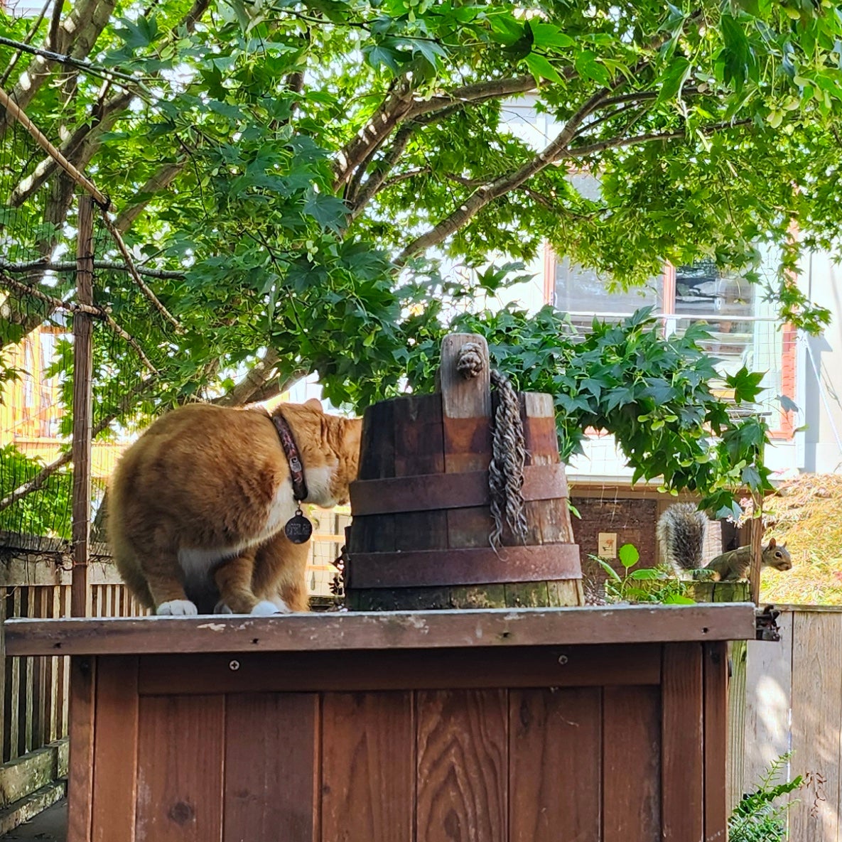 That squirrel knows Æthelred is constrained | MLTSHP