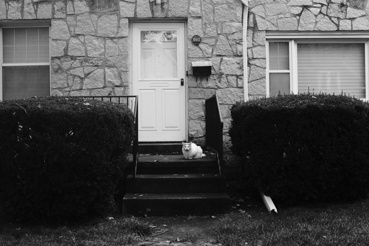 catwatch: death stare of ernie | MLTSHP