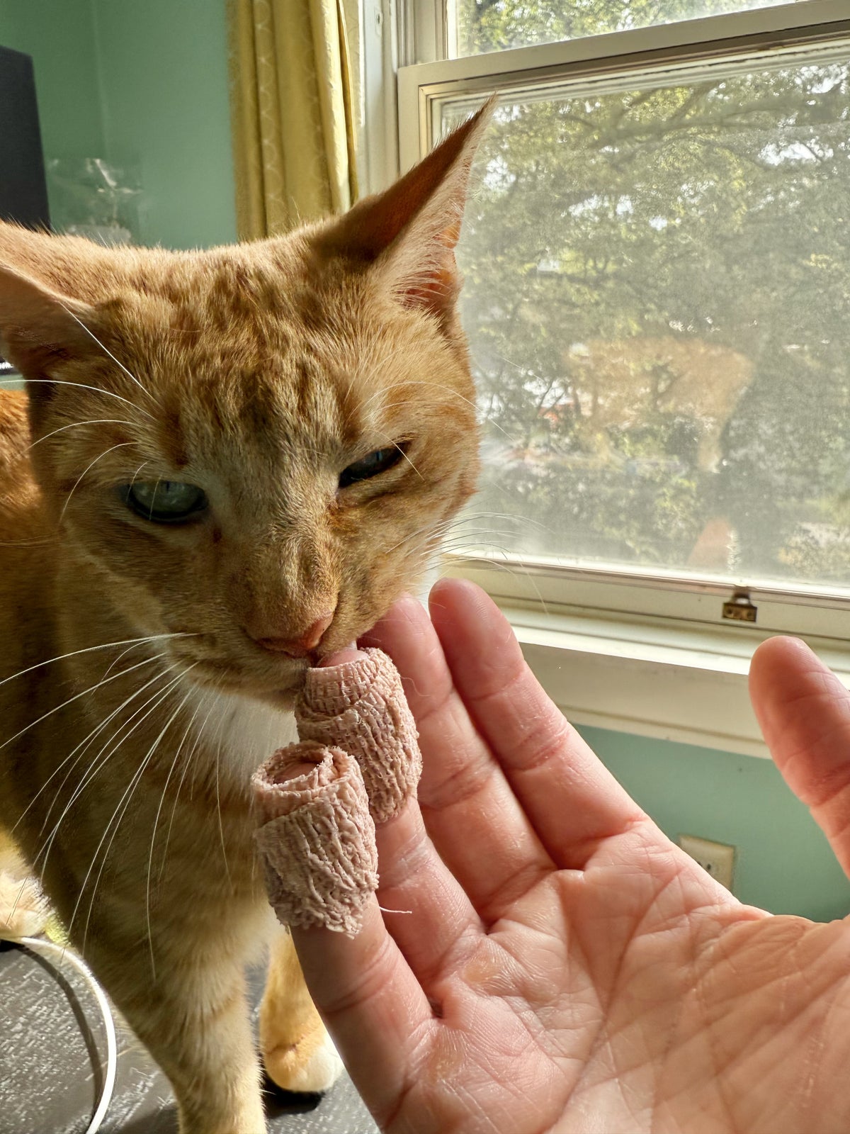 Apology head butts? Contemplating finishing the job? | MLTSHP