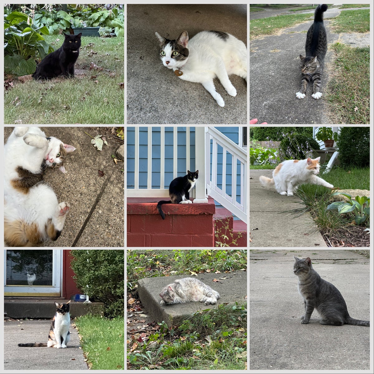 outdoor cat status, 9-26-24 | MLTSHP