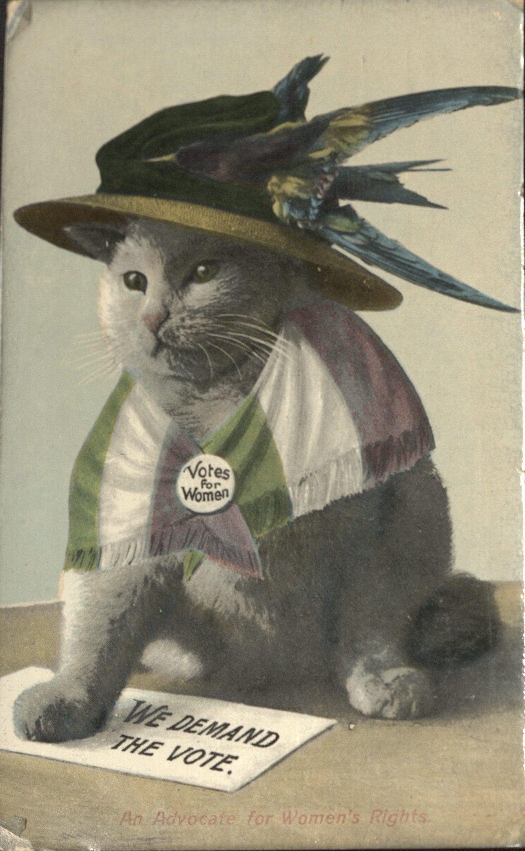 Single Cat Lady | MLTSHP