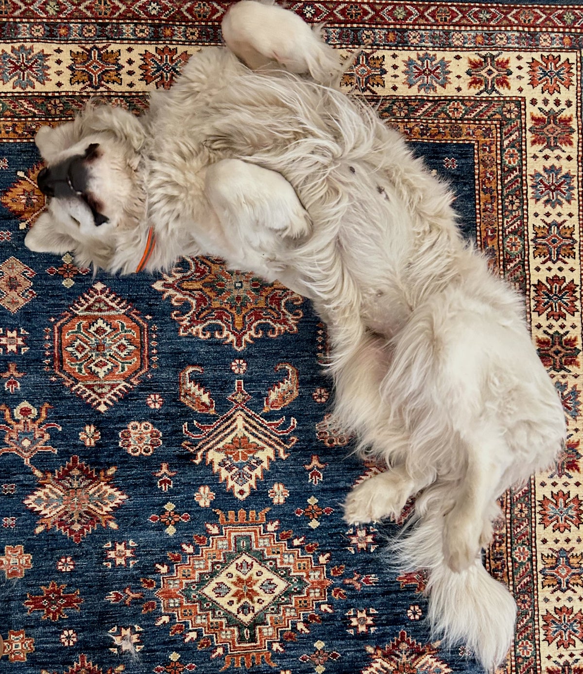 She suffers so | MLTSHP