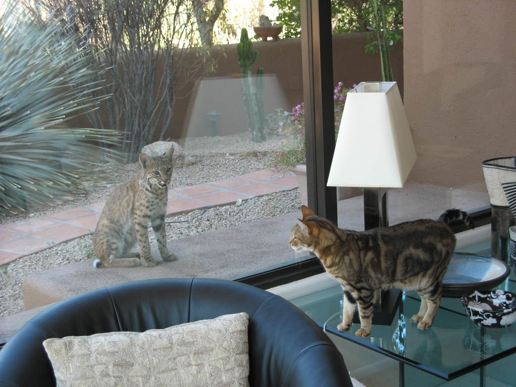 Can Kitty Come Out To Play | MLTSHP