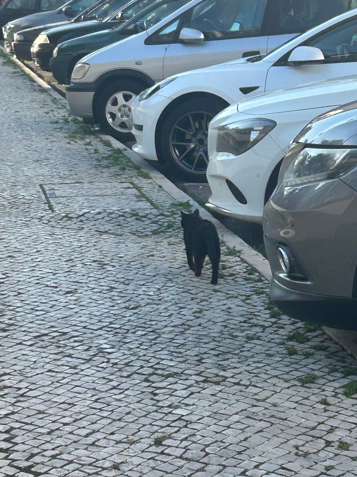 Portuguese black cat for luck | MLTSHP