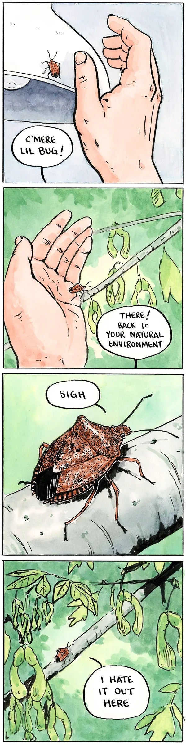 Stink bug's lament | MLTSHP