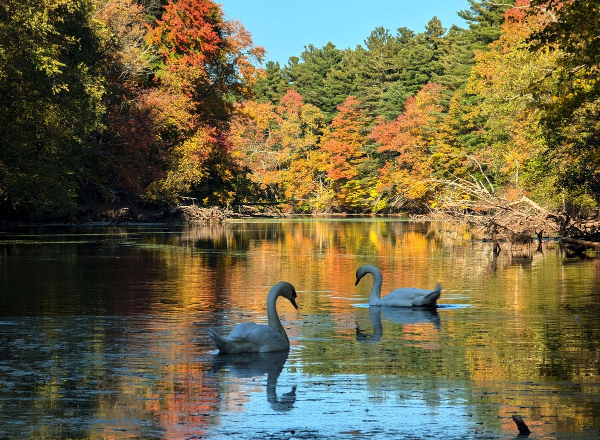 Swans on the Charles | MLTSHP