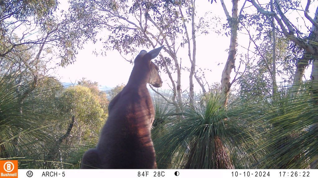 Trail Cam 2 | MLTSHP