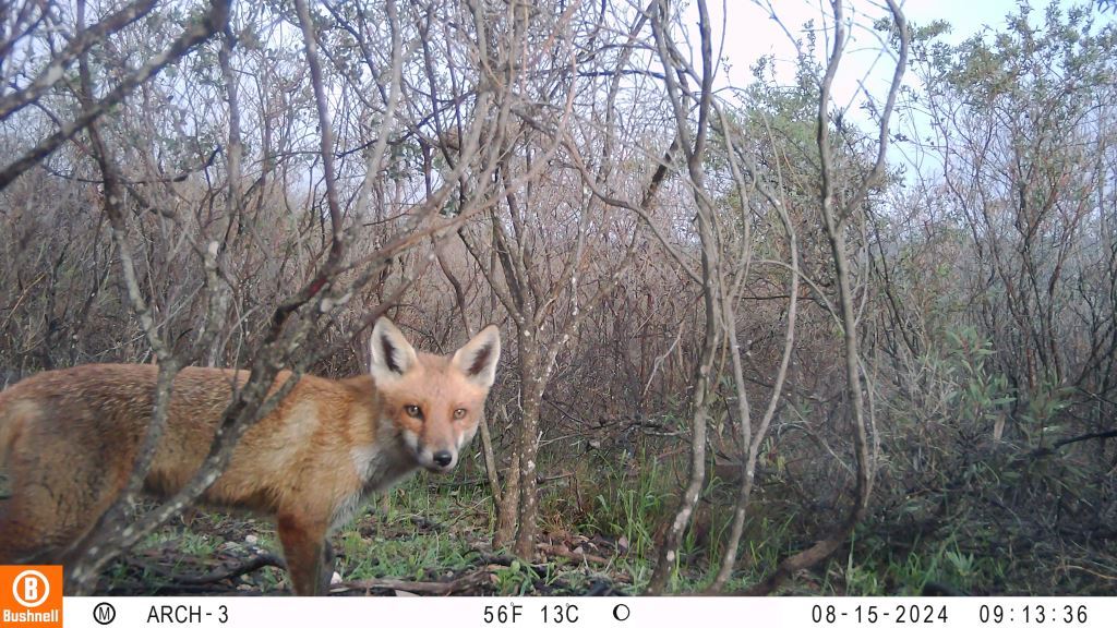 Trail Cam 3 | MLTSHP