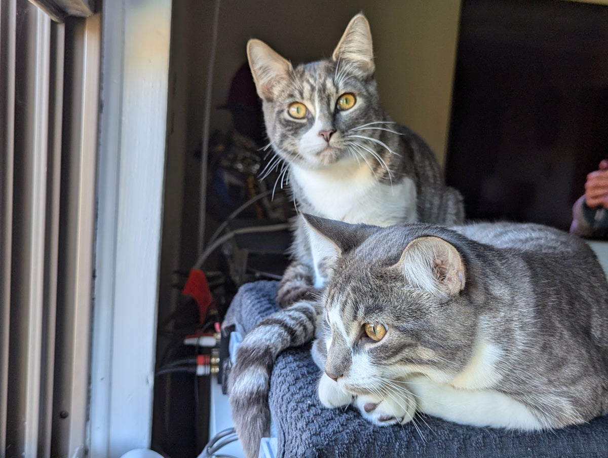 Meet the babies | MLTSHP