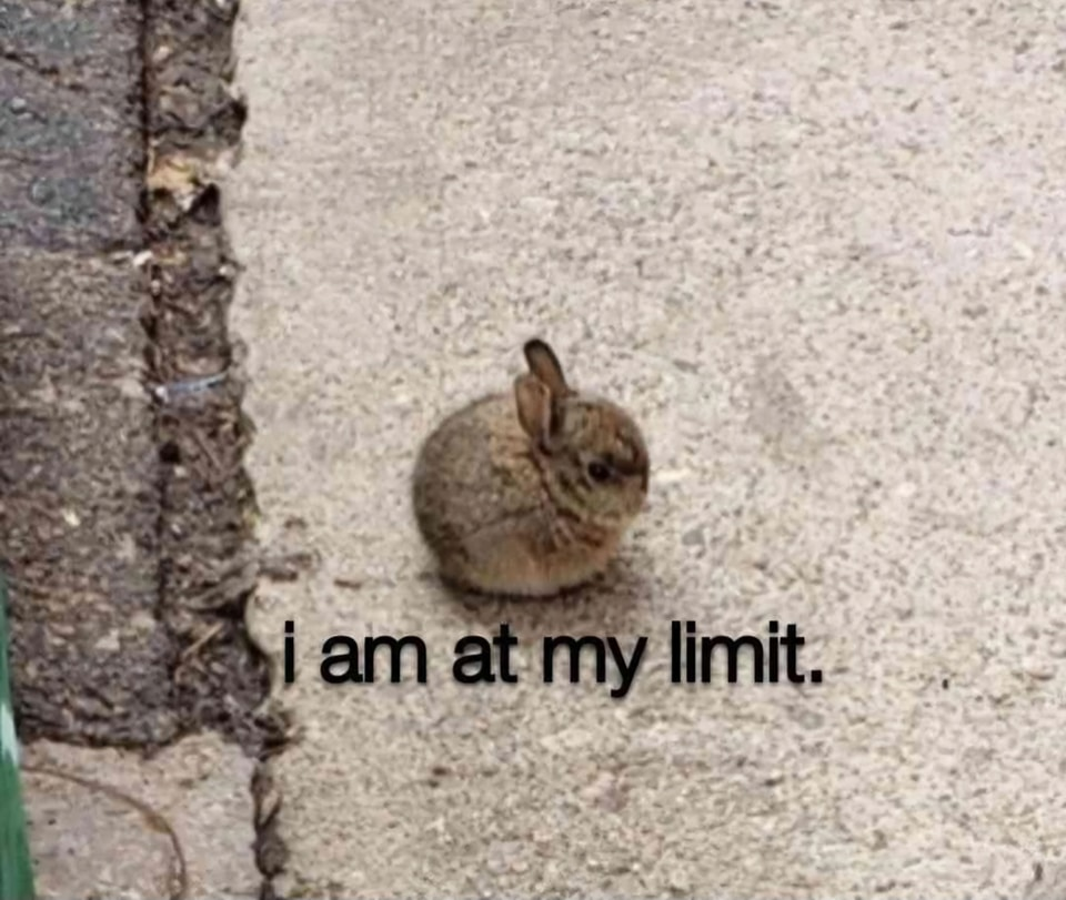 even the tiny round bunnies are | MLTSHP