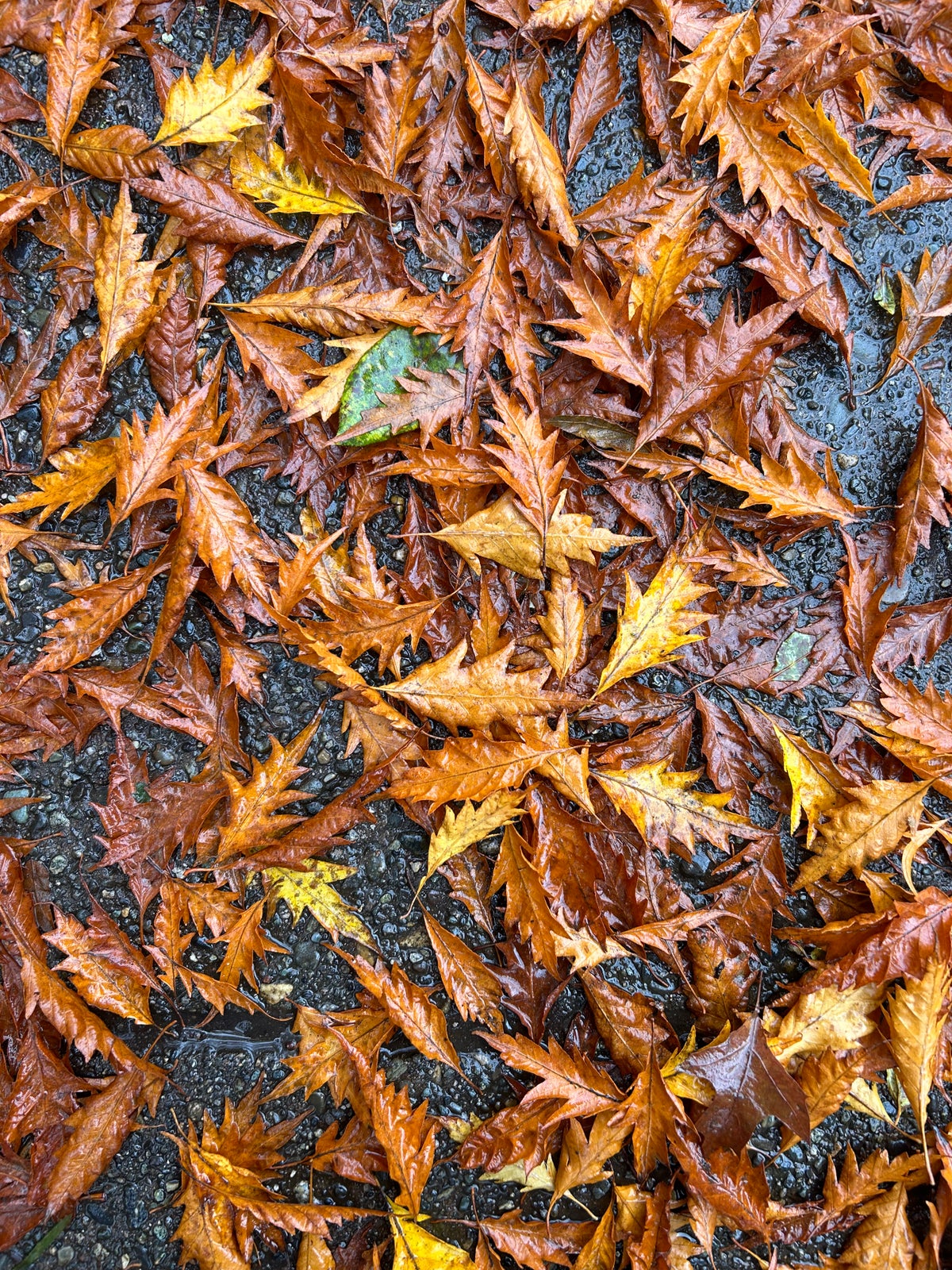 November leaves | MLTSHP