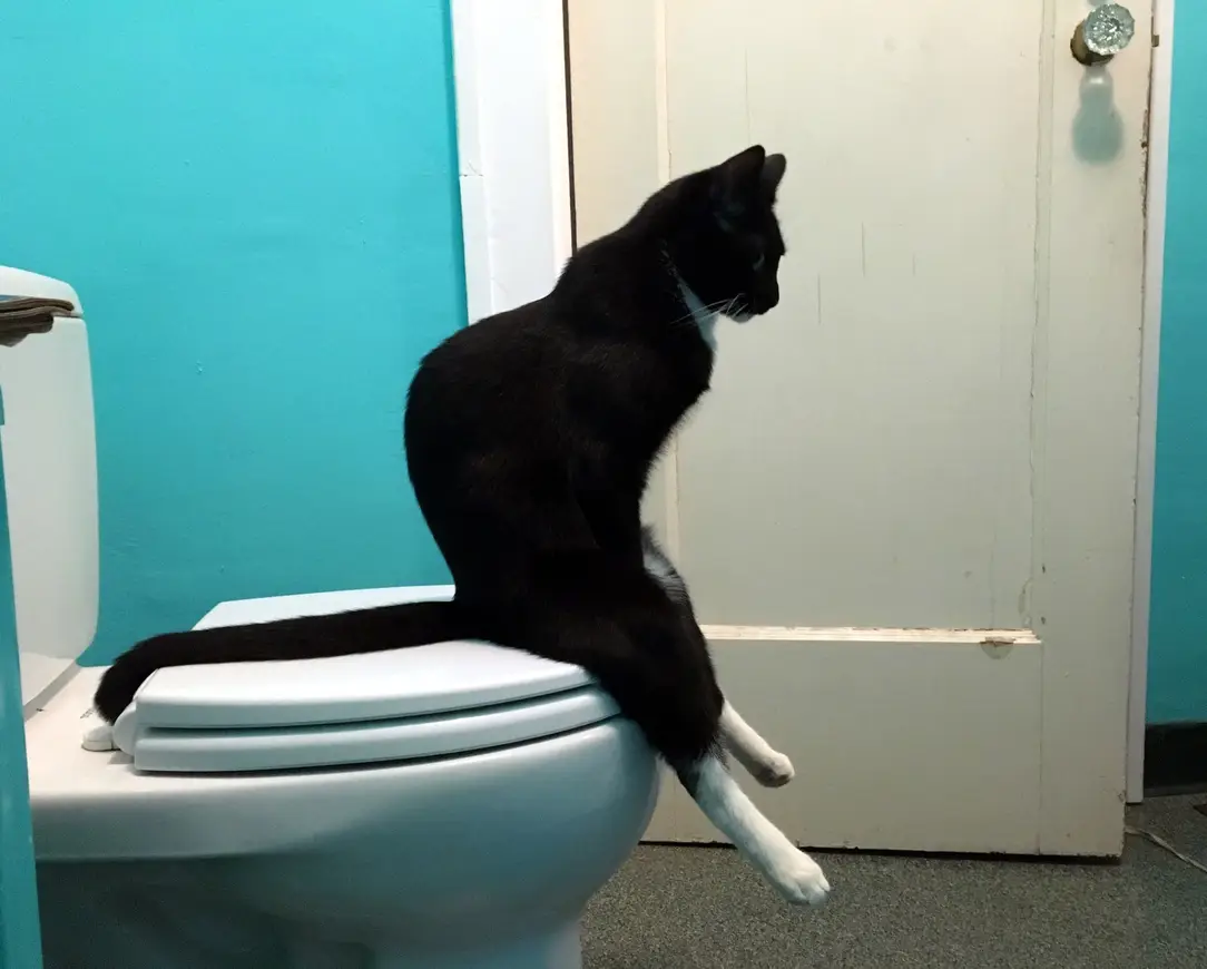 Mort is an incredible cat. | MLTSHP