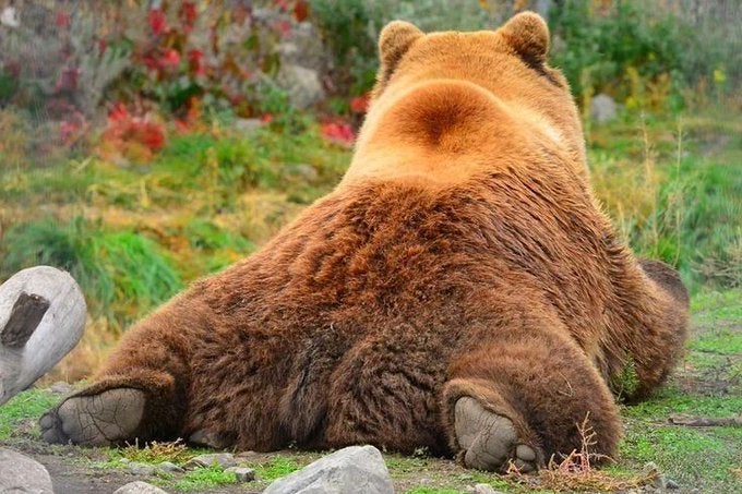 Bear butts | MLTSHP