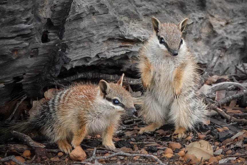 floofy numbat joeys | MLTSHP