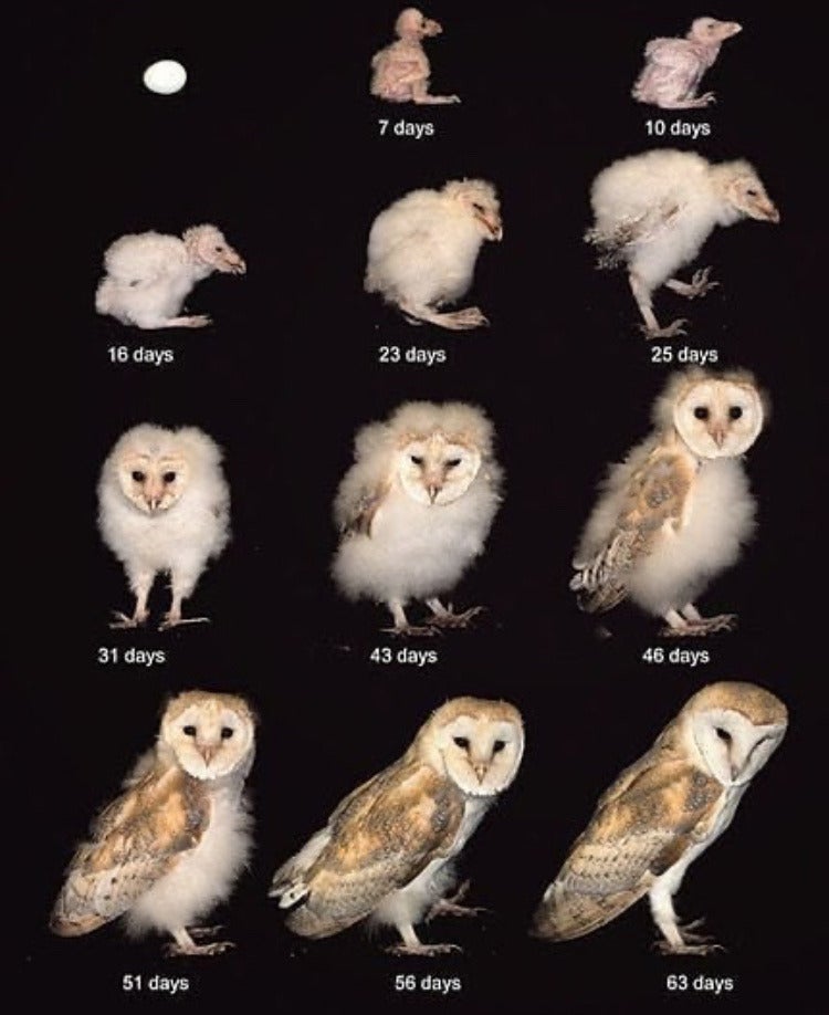 Barn owls, tag yourself | MLTSHP