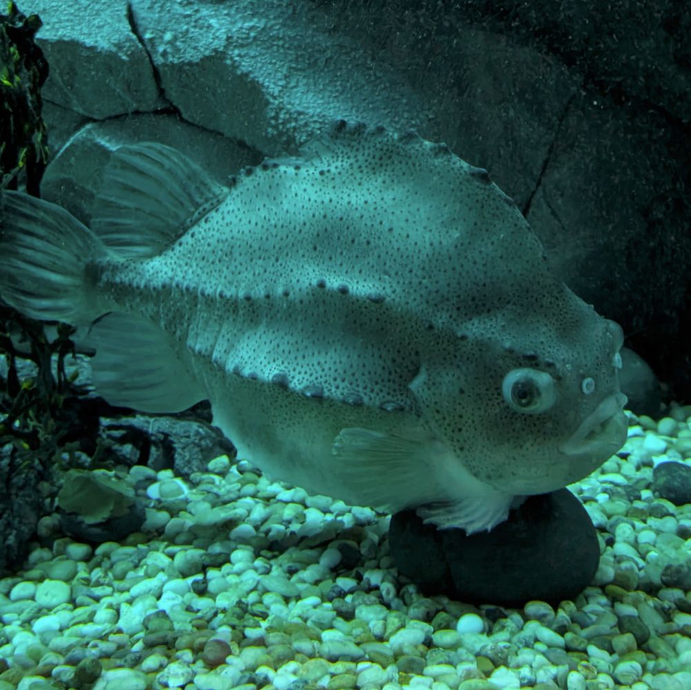 lumpsucker dares you to take its rock | MLTSHP