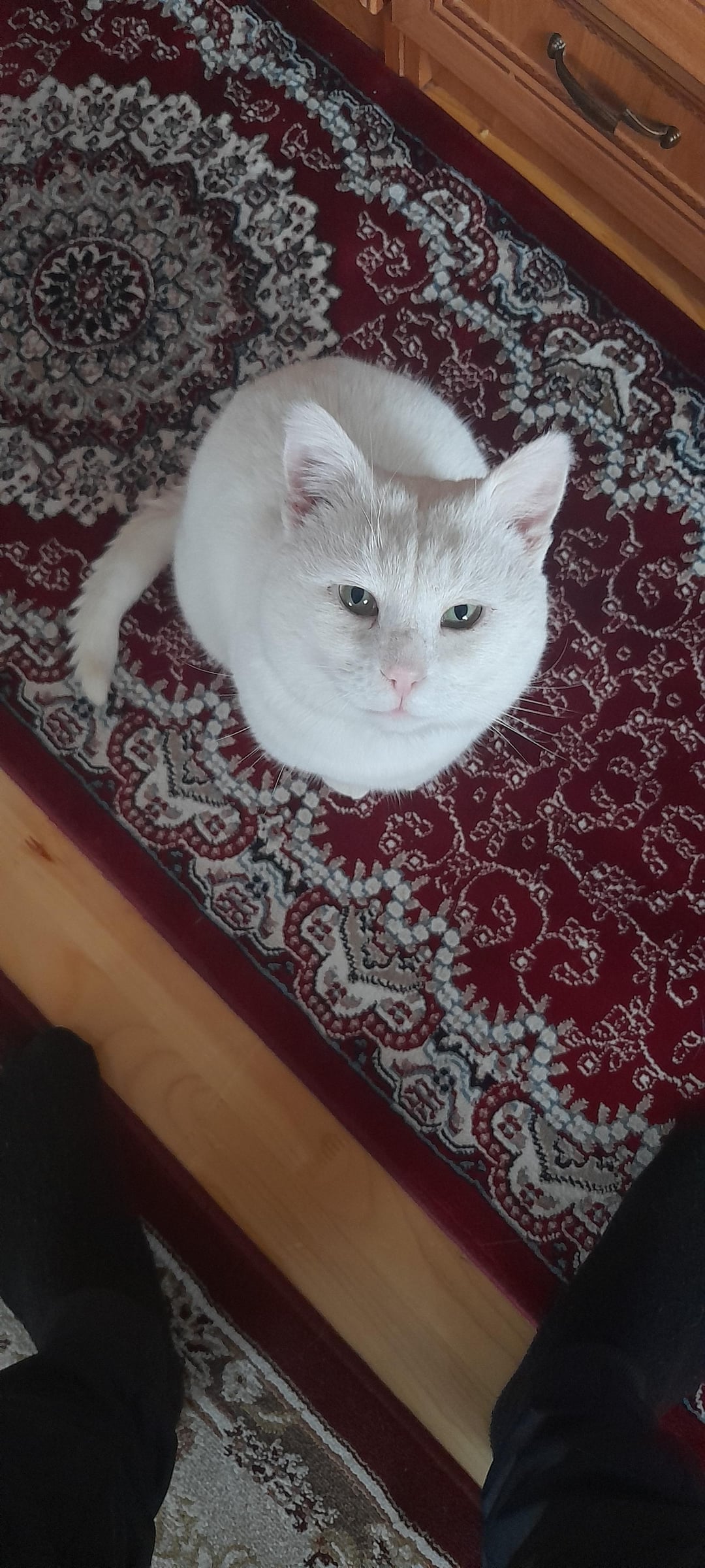 fuck you lookin at m8? | MLTSHP