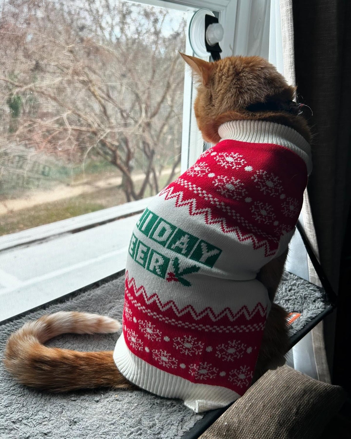 Æthelred in his holiday sweater | MLTSHP