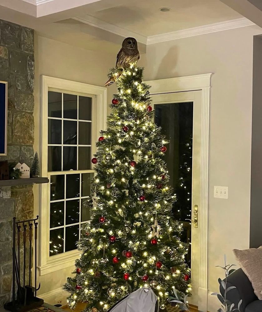 I'm the captain now | MLTSHP