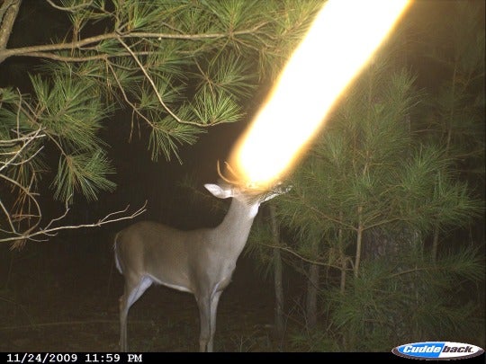 patch notes for Forest: deer have beam attacks now | MLTSHP
