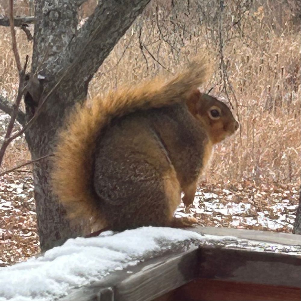 Look at this absolute unit 🐿️ | MLTSHP