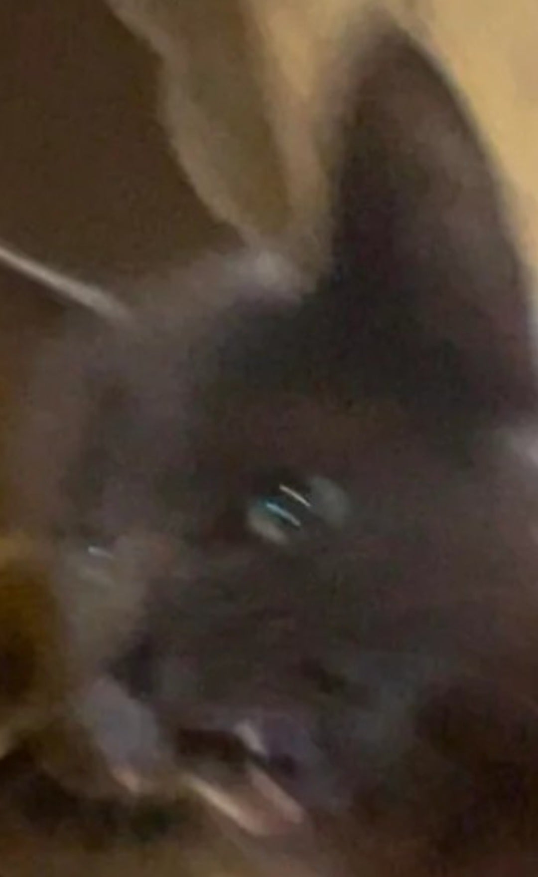 I WANT KIBBLE NOW HUMAN! | MLTSHP