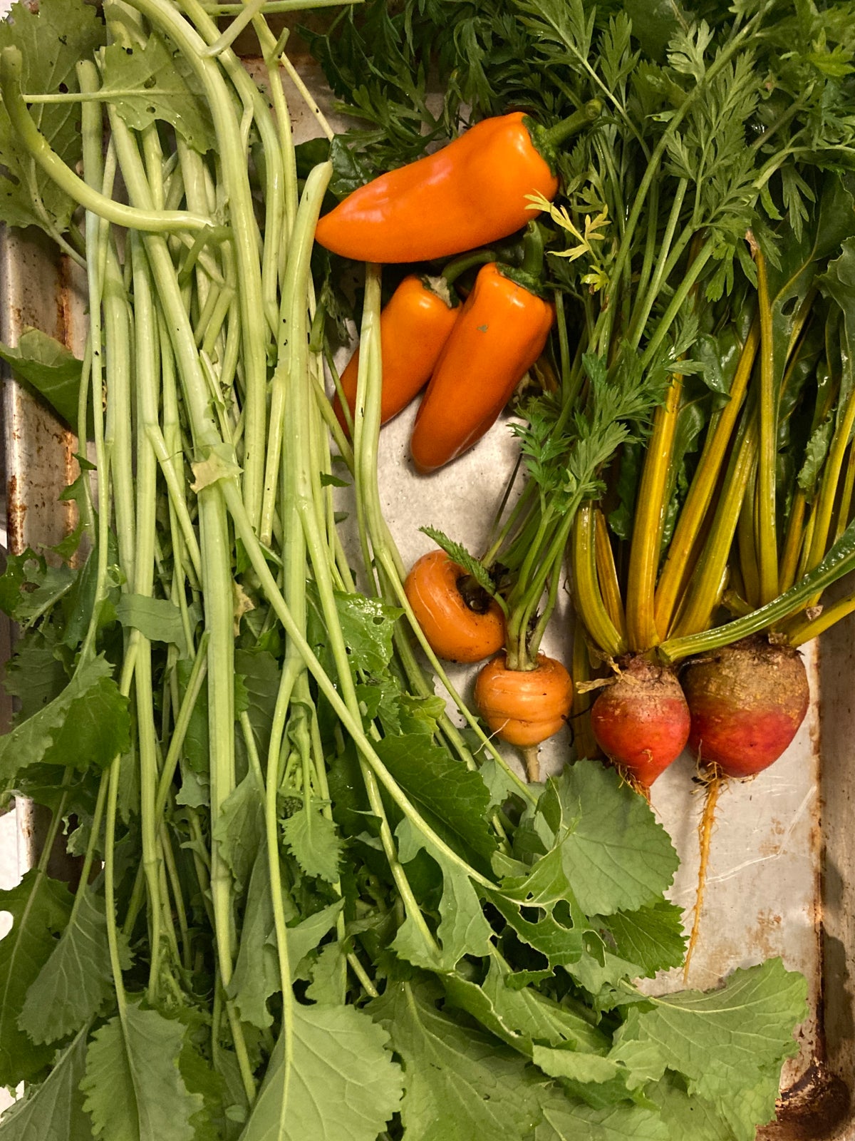 midwinter harvest | MLTSHP