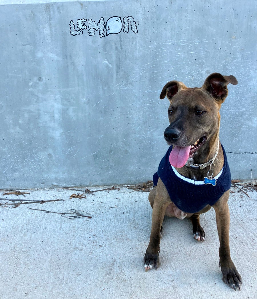 Lollipop sweater season 2 | MLTSHP