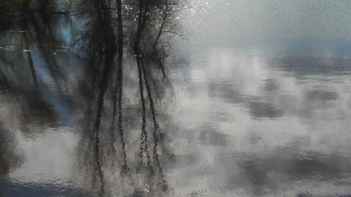 Blue Pineview | MLTSHP