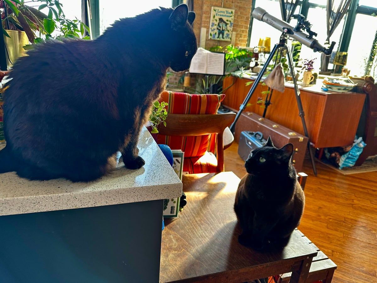 It’s over Beezus! I have the high ground! | MLTSHP