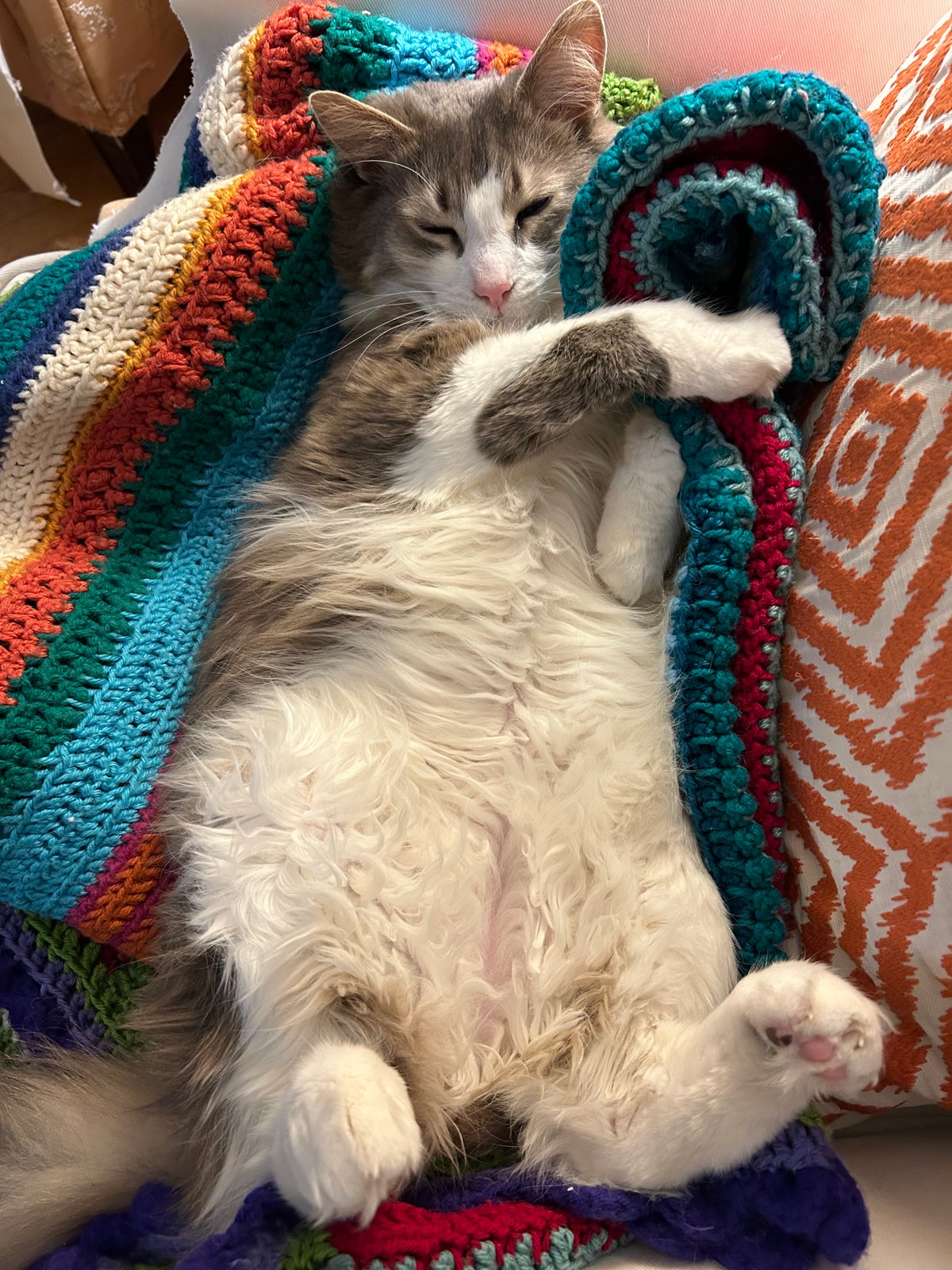 Jack snoozin’ | MLTSHP