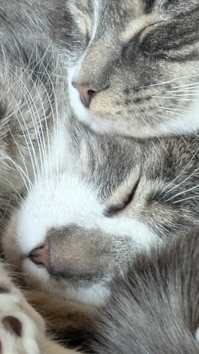 The boys again | MLTSHP