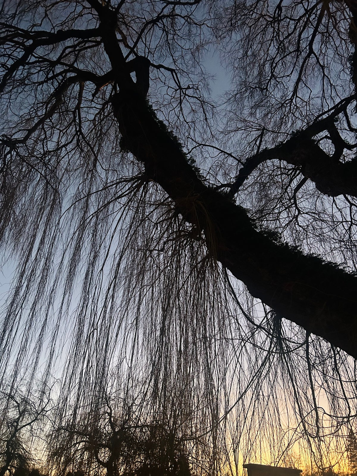 Under the willow tree at sunset | MLTSHP