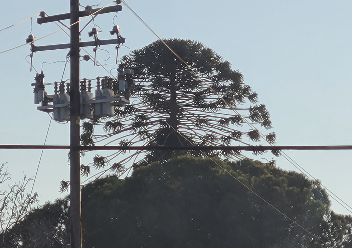 Bunya Bunya Tree, Bako | MLTSHP