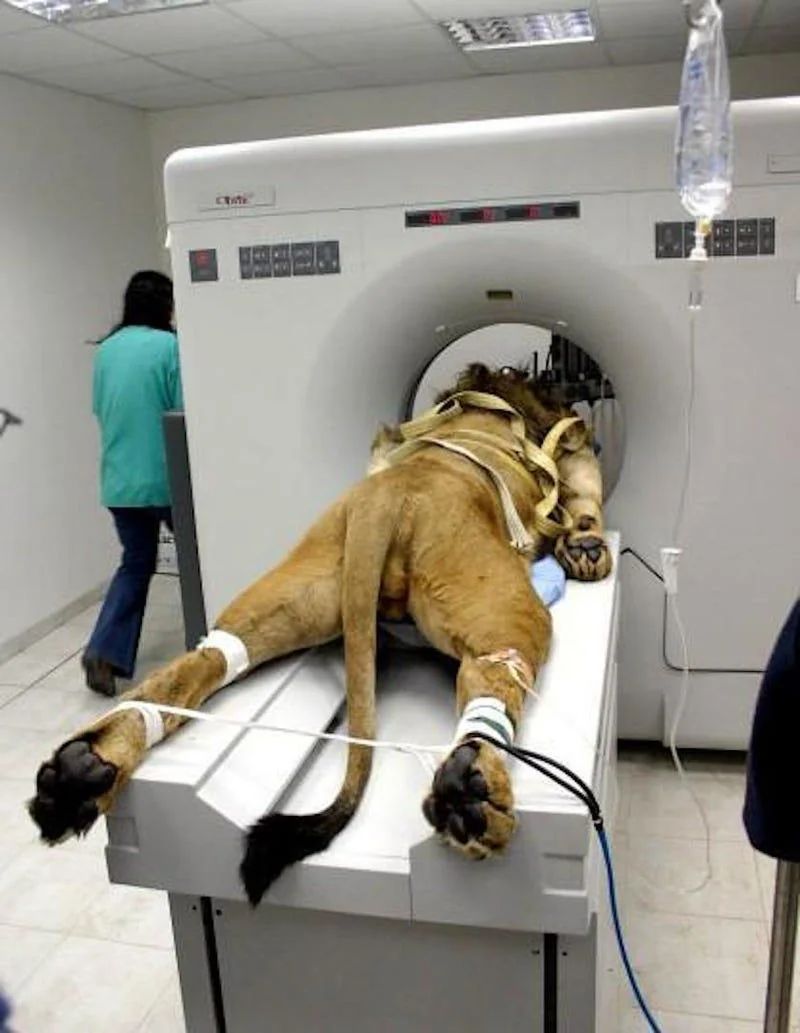 Ten bucks you didn't expect to see a picture of a lion getting a CATscan today | MLTSHP
