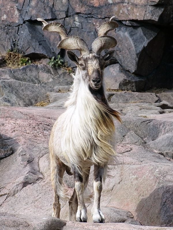 Look at this majestic goat | MLTSHP