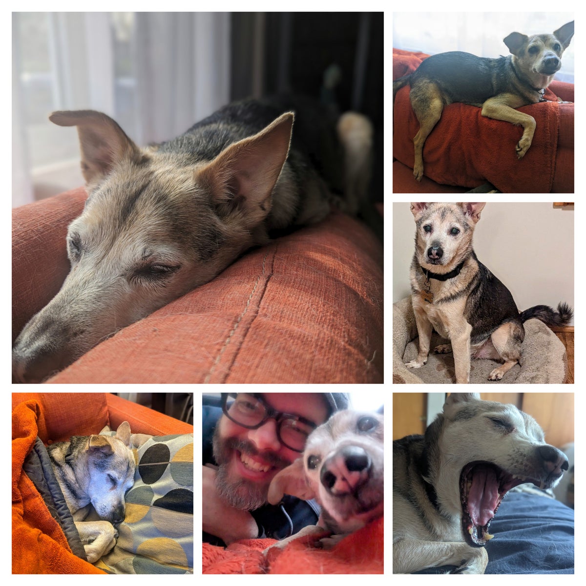 Happy Adoption Day to the Goodest Boy: Eleven Years | MLTSHP