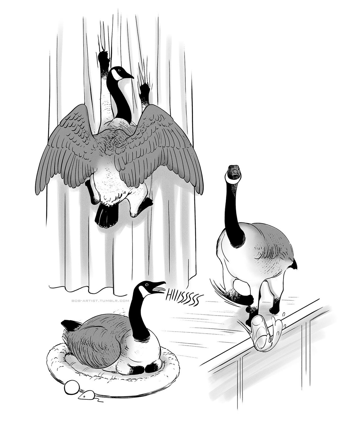 Canada Griffin | MLTSHP