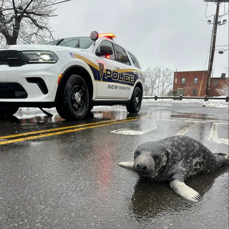 horp horp acab | MLTSHP