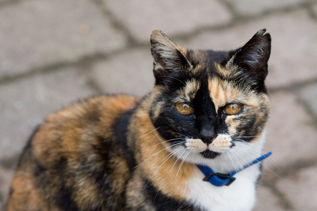 Copper-eyed cat in England | MLTSHP