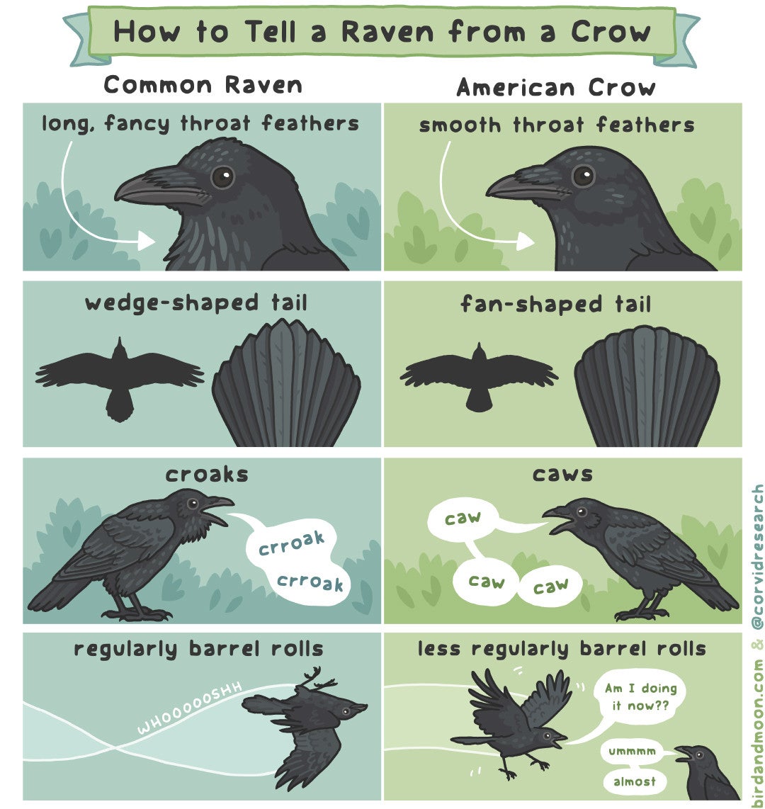 Raven v. Crow | MLTSHP