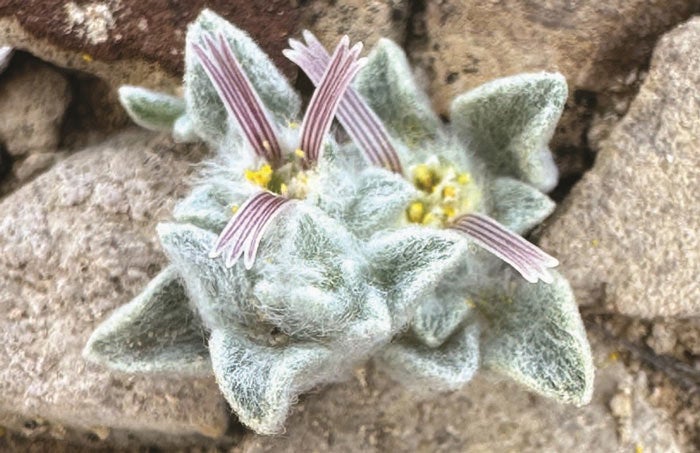 "Wooly Devil" 1st new plant in a Nat'l Park in 50 years | MLTSHP