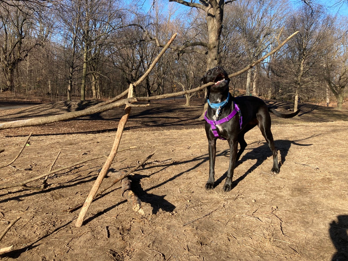 B looks for a stick | MLTSHP