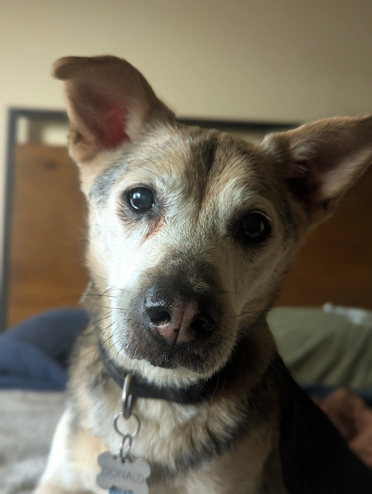 Godspeed, Goodest Boy. I Will Miss You Desperately. | MLTSHP